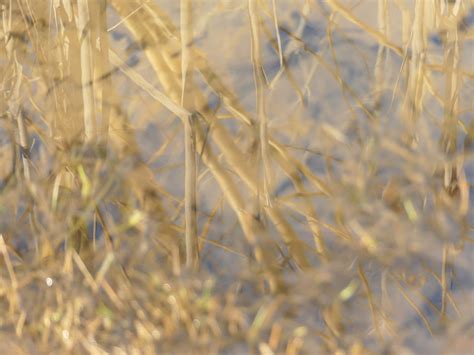 Artificial Intelligence In The Wetlands Okanagan Okanogan