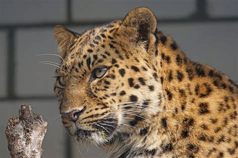 Royalty Free Photo Amur Leopard Close Cat Attention Predator