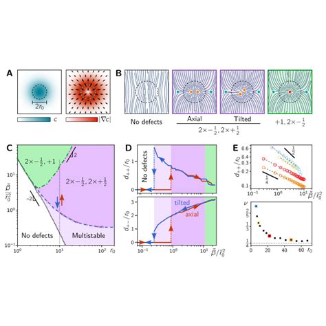 A Minimal Model Coupling Nematic Orientational To A Morphogen Gradient