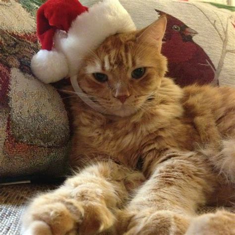 Santa Cat Sweet And Tolerant Feline In A Festive Hat