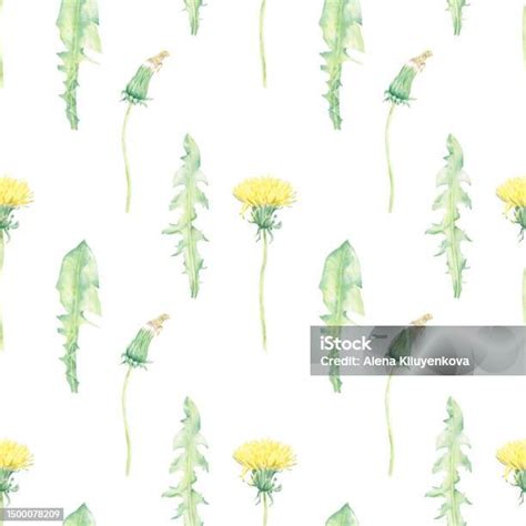 흰색 바탕에 야생화 노란색 민들레가 있는 수채화 무늬 이음새가 없는 패턴으로 식물 스타일로 손으로 칠해져 휴일 웨딩 디자인 직물 섬유 벽지 표지 인쇄물 포장 종이 스크랩북용