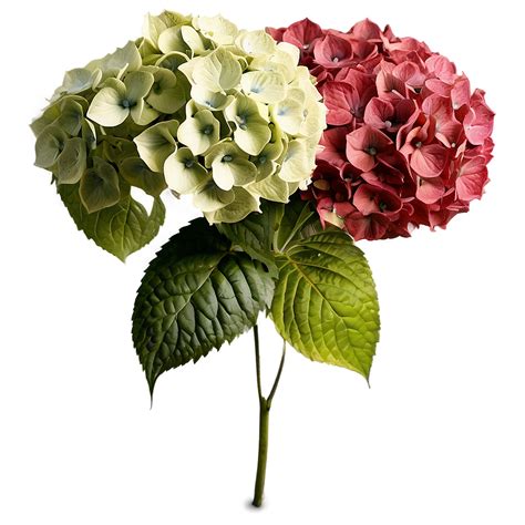 Download Hydrangea Pattern Png Jxj