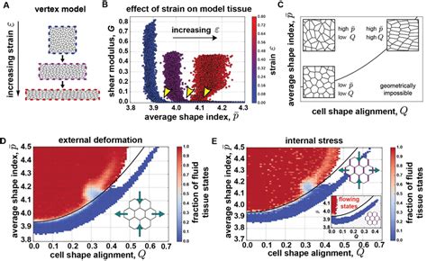 The Solid To Fluid Transition In A Vertex Model Of Anisotropic Tissues