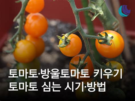토마토 방울토마토 키우기 토마토 심는시기 심는 방법 농사정보