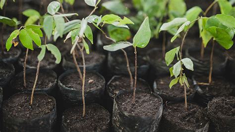 Vega Joins Veritree 10 Million Tree Challenge Vega Us