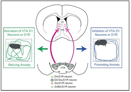 肖雷团队揭示vta D1神经元对焦虑样行为的调控作用和环路机制