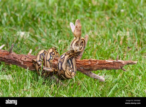 Tiger Reticulated Python Python Reticulatus At Gary Carter S In