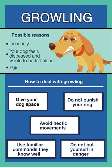 Is your dog growling? (4 tips on what you can do now)