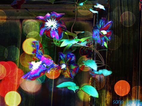 배경 화면 색깔 사진 조작 울타리 보케 클레 마티스 효과 2048x1536 1127764 배경 화면 Wallhere