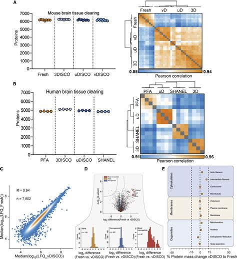 Spatial Proteomics In Three Dimensional Intact Specimens Cell