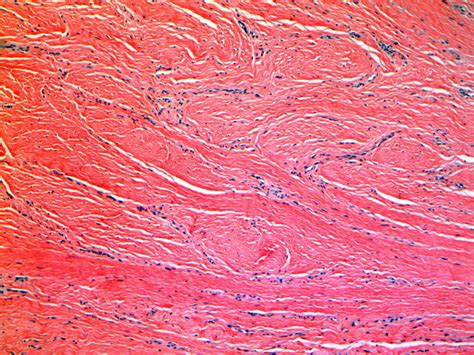 Your Body Under The Microscope