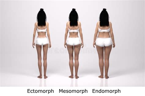 3d Render The Portrait Of Female Body Type Ectomorph Mesomorph