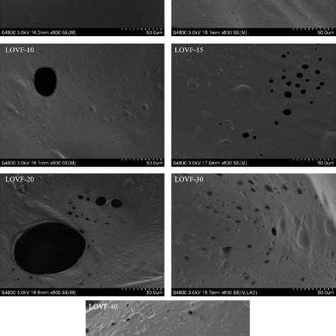 The Sem Image Of The Roughness Of The Cell Surface Of Lovf With