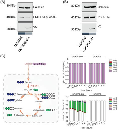 Experimental Validation Of Pdha1 Phosphorylation Regulation In