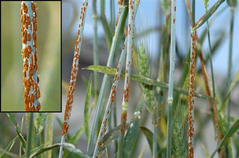 Stem Rust Alchetron The Free Social Encyclopedia