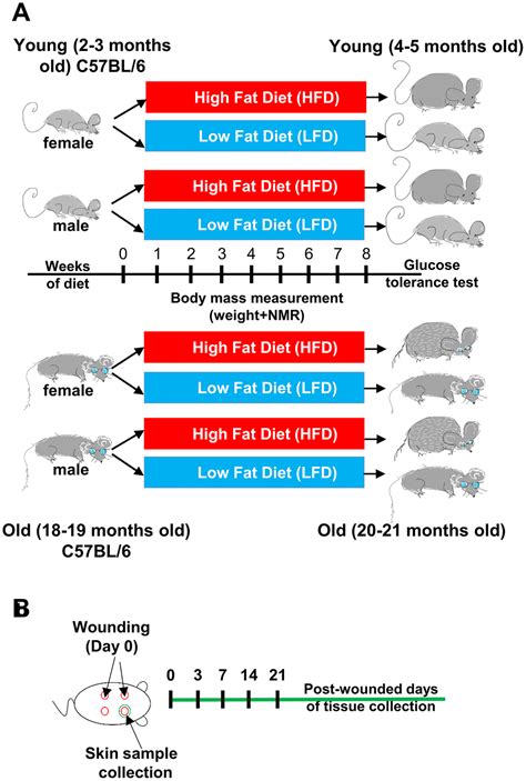 Cutaneous Wound Healing In Aged High Fat Diet Induced Obese Female Or