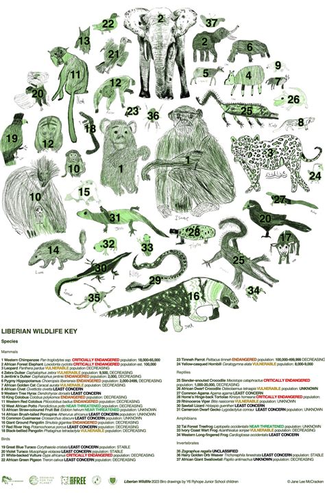 Liberian Wildlife Drawing For The Planet