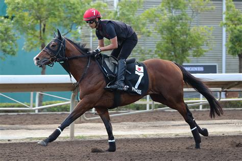 浪琴香港國際賽事週六晨操圖輯 賽馬新聞 香港賽馬會