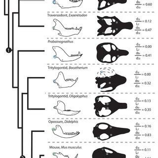 Pdf A Three Dimensional Free Body Analysis Describing Variation In