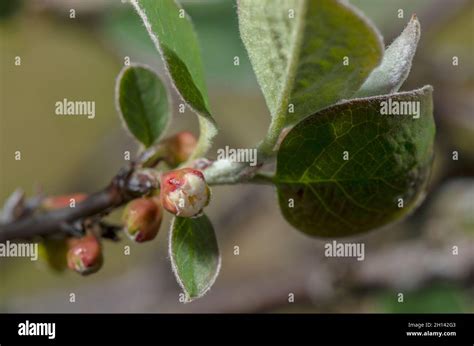 Great Orme Berry Cotoneaster Cambricus In Flower On The Great Orme