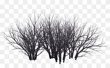 Bushes Png Images PNGWing