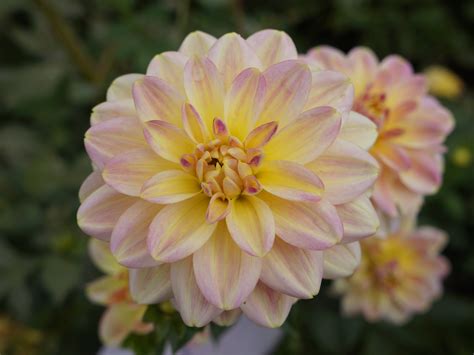 Mission Pixie Carlisle Flower Farm