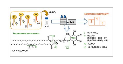 Phosphatidylinositol Pathway