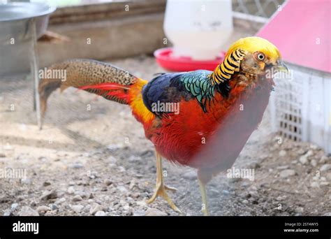 Beautiful Color Of Golden Pheasant Also Known As The Chinese Pheasant