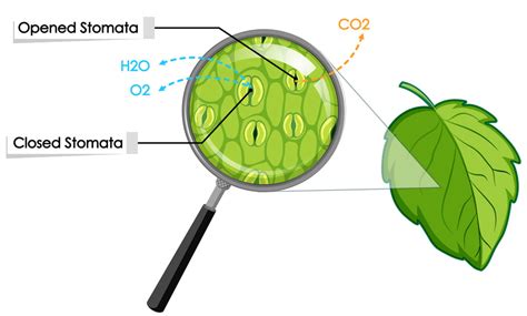 Oxygen Cycle Process Uses Production And Facts About Oxygen Oxygen