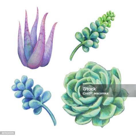 수채화 Succulents 클립 아트 장식적인 디자인 요소 세트 꽃 그림을 흰색 배경에 고립 0명에 대한 스톡 벡터 아트 및 기타 이미지 Istock
