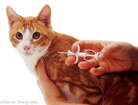 Implanting A Microchip In A Cat Photo Wp04271
