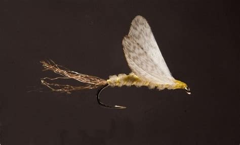 Ken Iwamasa 14 No Hackle Pmd Spinoza Rod Company