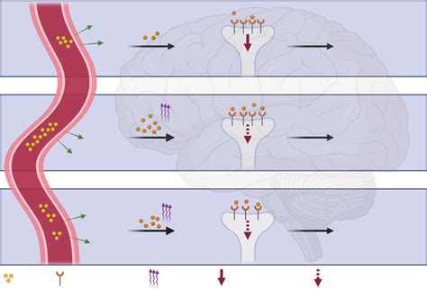 B2m Links Synaptic Dysfunction In Ds And Aging In Both Aging And Ds