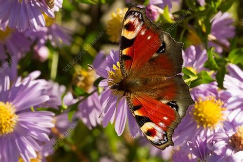 European Peacock Butterfly Stock Image C0424482 Science Photo