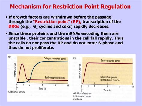 ppt lectures 7 10 cell cycle regulation and cancer powerpoint
