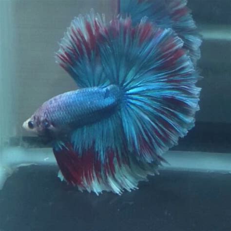 Aoc Halfmoon Betta Mens Fashion Muslim Wear Accessories On Carousell