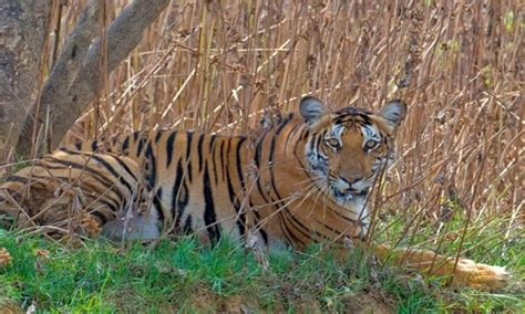 forest guards foresters say ‘no to tiger census the hitavada