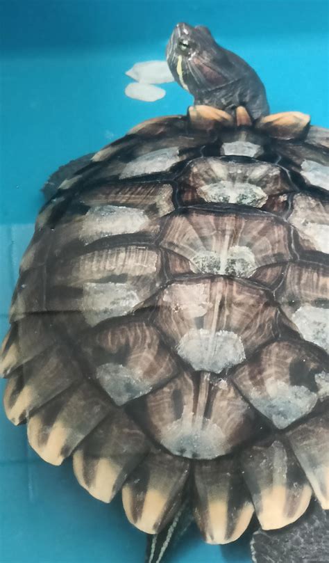 Is This A Fungal Infection Rturtle