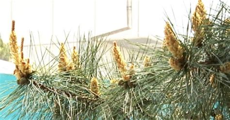 봄꽃의 낭만 뒤꽃가루 알레르기 주의보