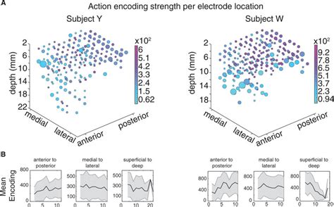 A Dorsal Ventral Gradient Of Action Encoding A Average Encoding