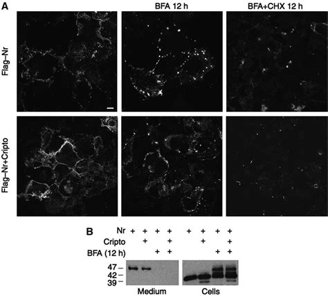 Transport Through The Tgn Endosomal System Is Essential For The Download Scientific Diagram