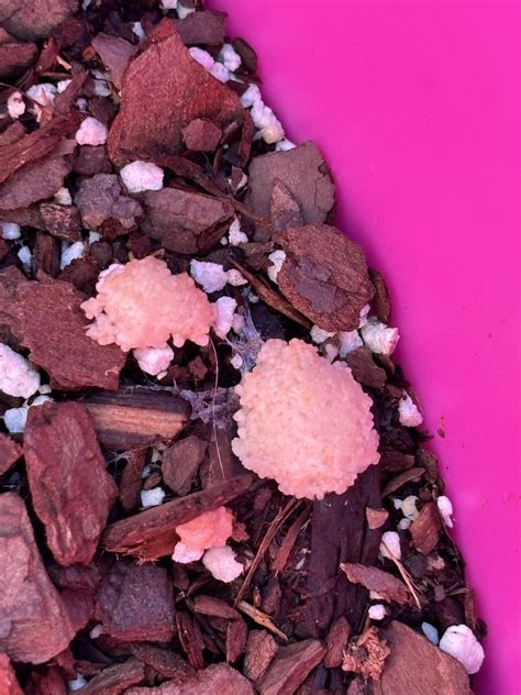 What Is This In My Container Plants Rmycology