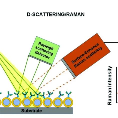 Schematic Diagram Of Raman Spectroscopy Sers Schematic Diagram Of