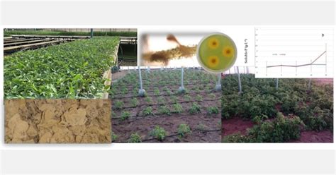Paecilomyces Variotii As A Plant Growth Promoter In Horticulture