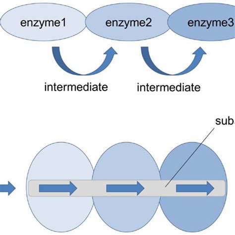 Multienzyme Complexes Metabolons Natures Strategy To Solve Download Scientific Diagram