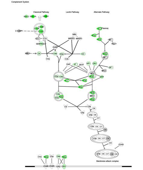 Complement Pathway Modulated By Sirolimus Treatment Expression Of