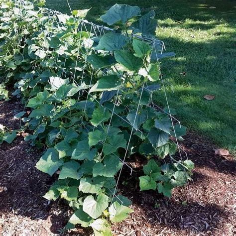 Cucumber Trellis Plant Support Cage
