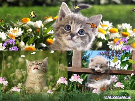 Animated Cat Screensavers For Free Apytx