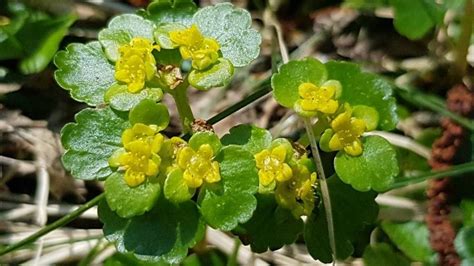 How To Grow Chrysosplenium Oppositifolium Earthone