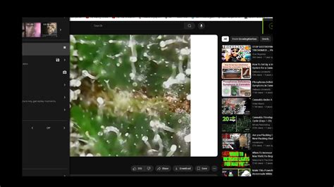 Trichome Colour Detection Object Detection Dataset By Fort
